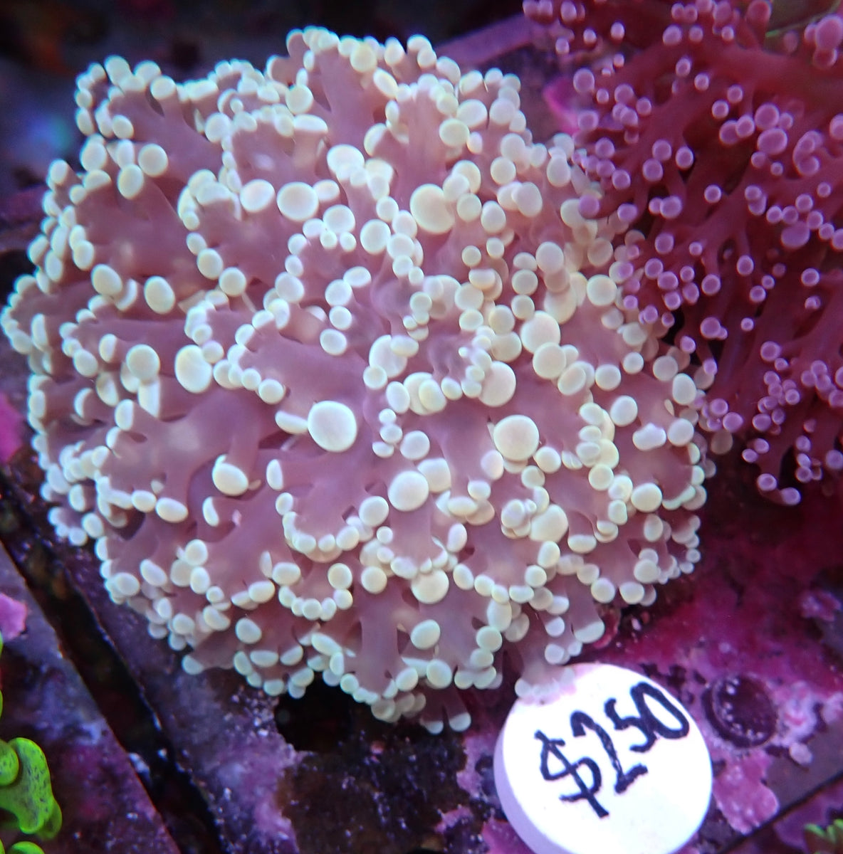 NT frogspawn - Euphyllia 3 – Reef Secrets