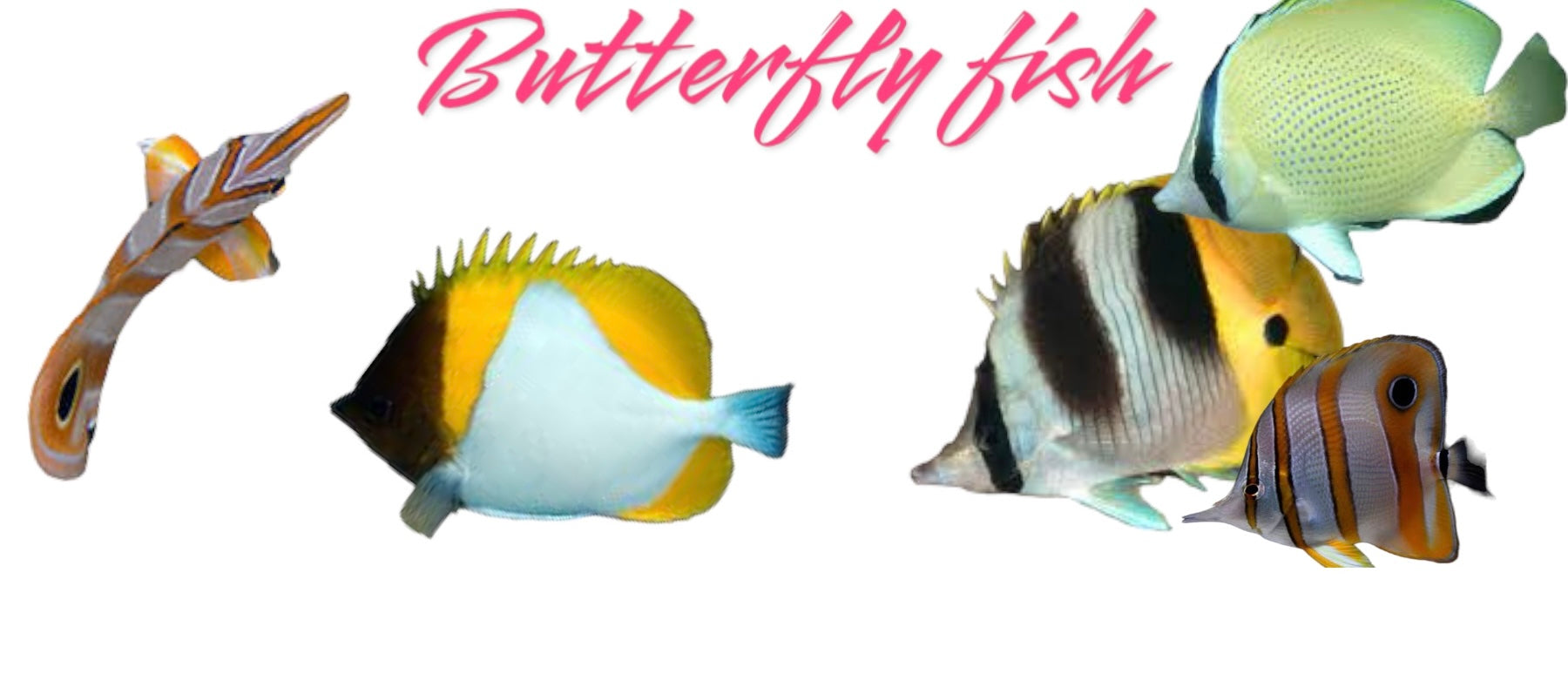 Butterfly Fish – Reef Secrets