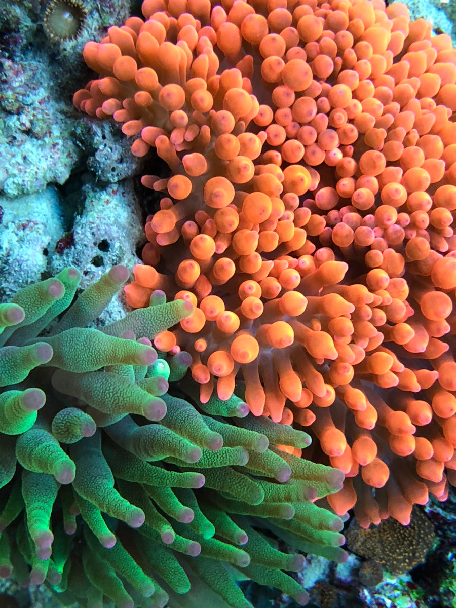 Invertebrates – Reef Secrets