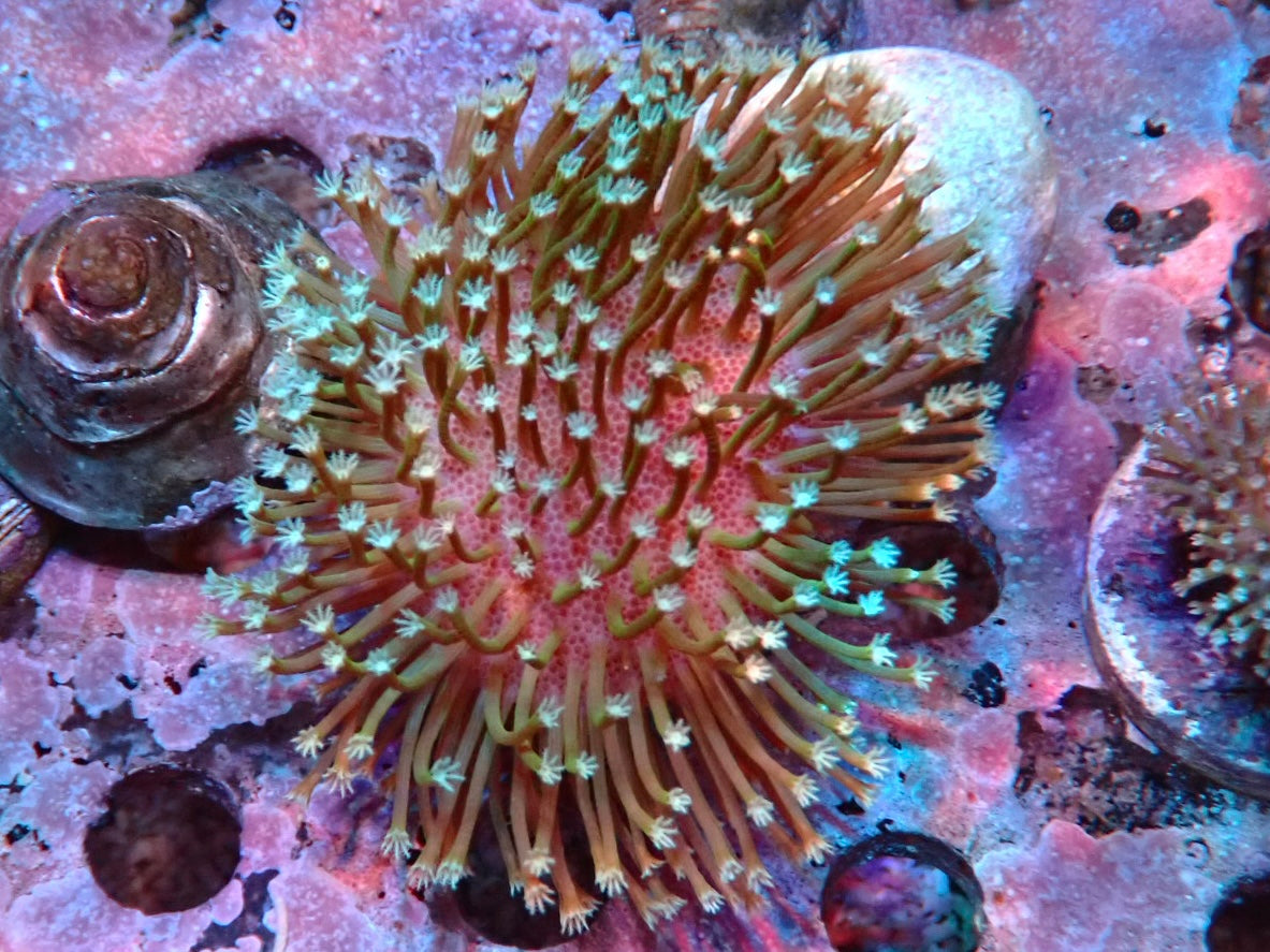 Soft Corals – Reef Secrets
