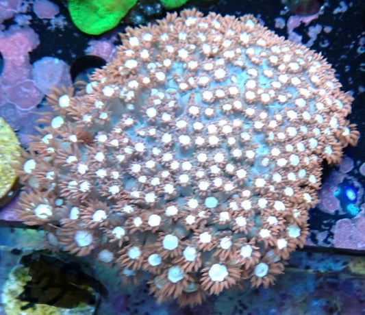 Corals – Reef Secrets
