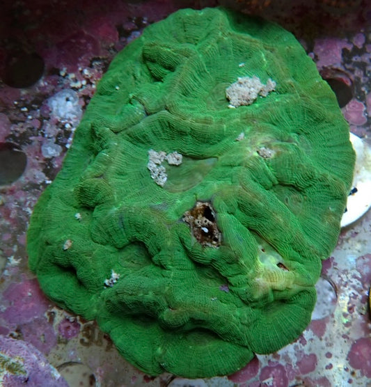 Corals – Reef Secrets