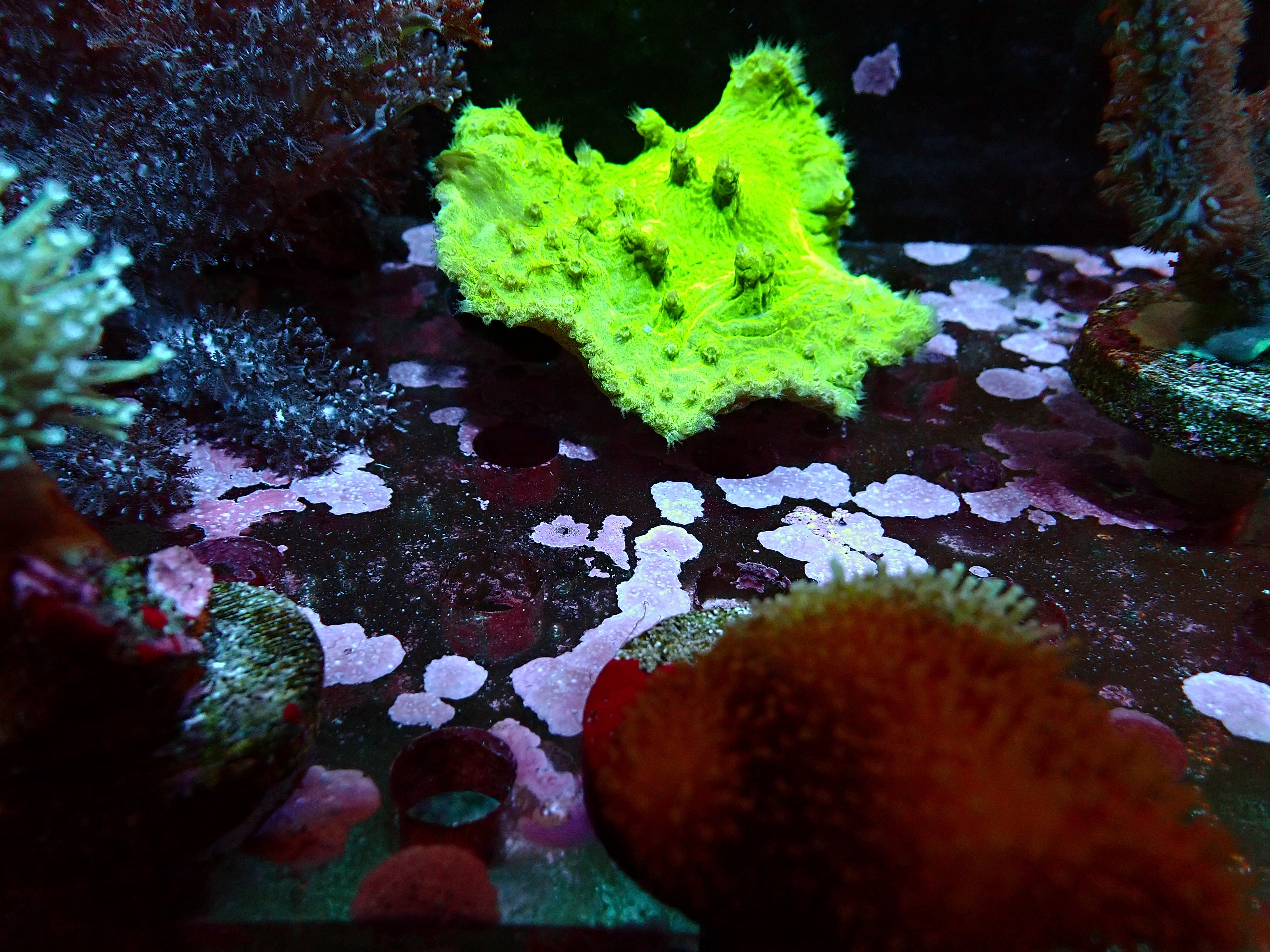 Corals – Reef Secrets