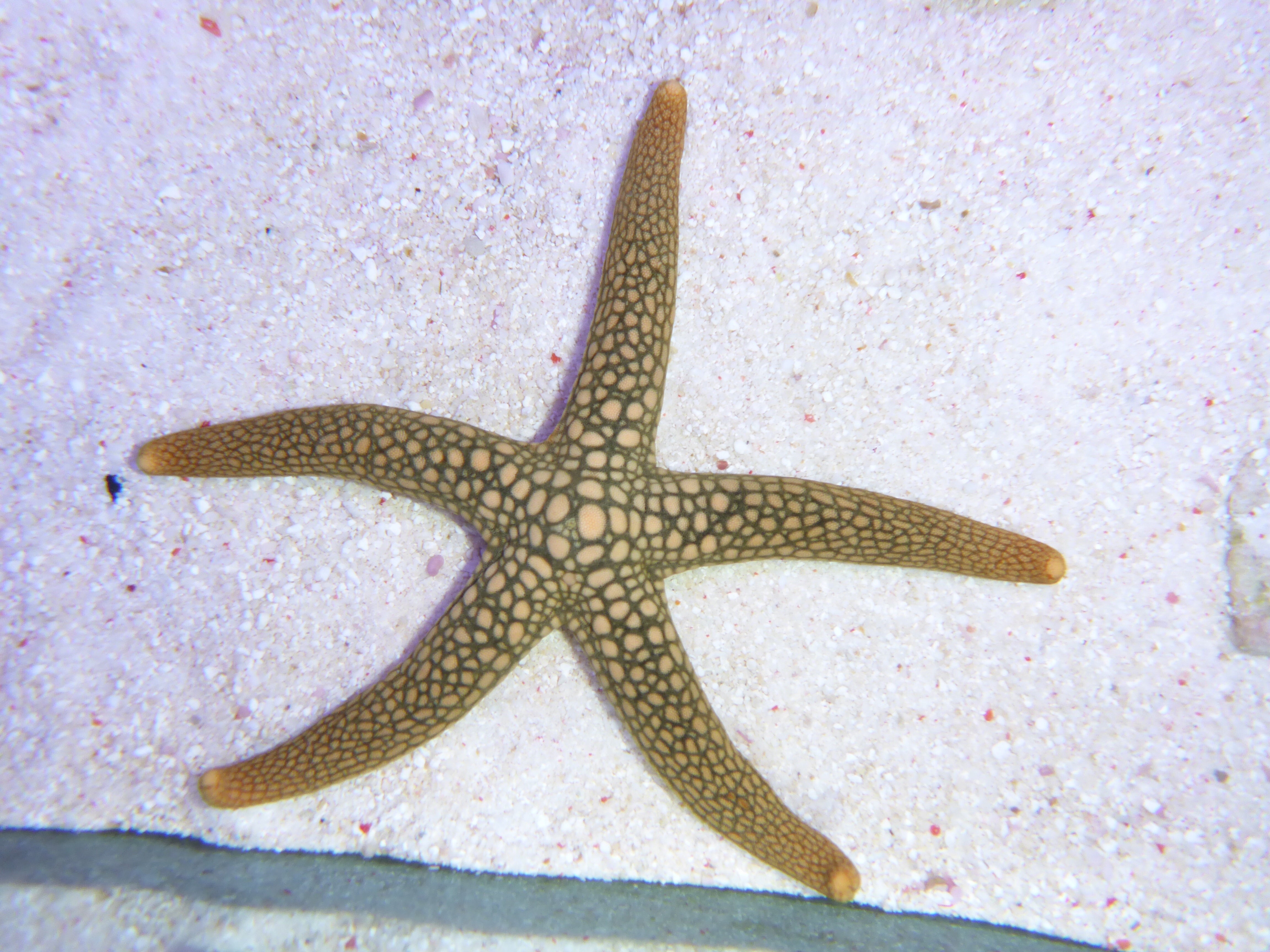Starfish – Reef Secrets