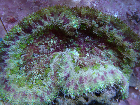 Anemones – Reef Secrets