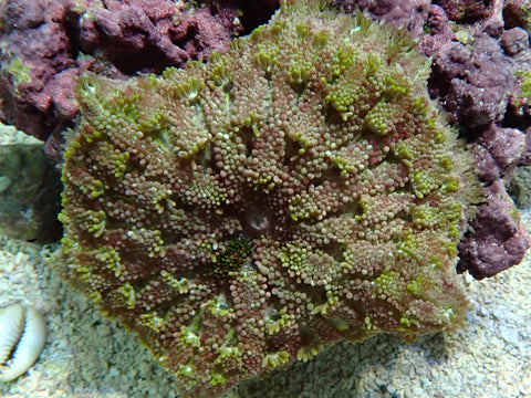 Anemones – Reef Secrets